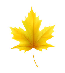 Realistic autumn leaf fall orange wood foliage Vector Image