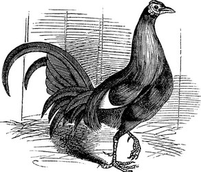 Gamecock Vector Images (over 240)