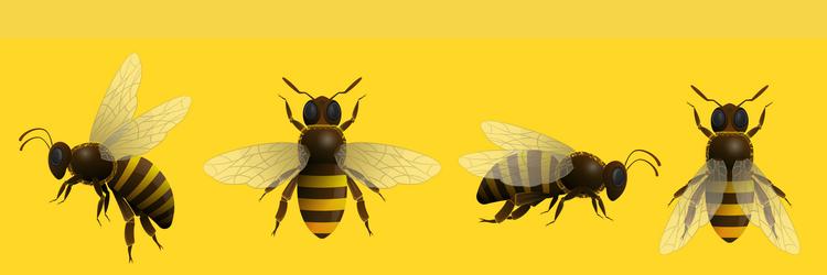 Realistic Bee Vector Images (over 1,300)
