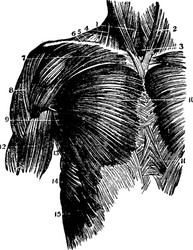 Chest Muscles Vector Images (over 5,100)