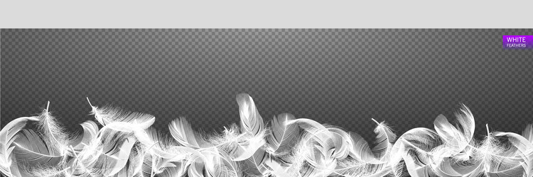 Realistic feathers white bird falling feather Vector Image