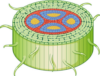 Diagram showing transpiration in plant Royalty Free Vector