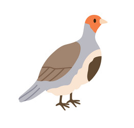 Partridge Vector Images (over 550)
