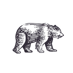 Bear Vector Images (over 190,000)