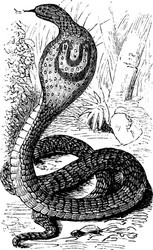 Indian snake charmer Royalty Free Vector Image