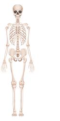 Human skeleton realistic front view bones Vector Image
