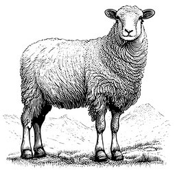 White sheep farm hand drawn sketch Royalty Free Vector Image
