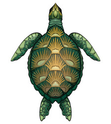 Cute green turtle with shell isolated on white Vector Image