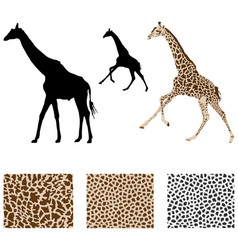 Giraffes Vector Images (over 37,000)