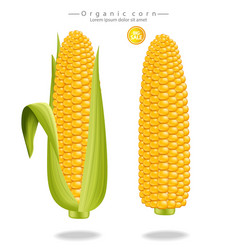 Corn design Royalty Free Vector Image - VectorStock
