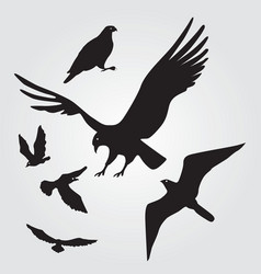 Flying Hawks Vector Images (over 19,000)