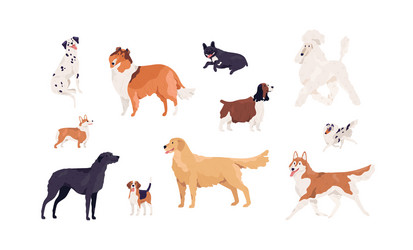 Different dogs breeds set cute purebred doggies Vector Image