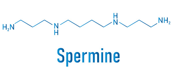 Spermine molecule skeletal formula Royalty Free Vector Image