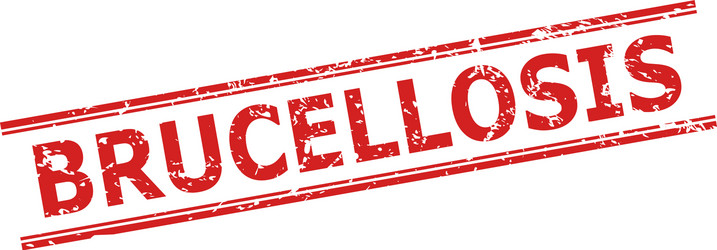 Brucellosis Vector Images (over 200)
