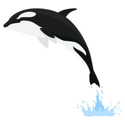 Orca animation in water cartoon animal design Vector Image