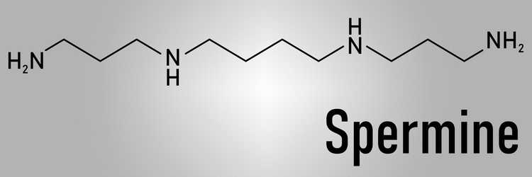 Spermine molecule skeletal formula Royalty Free Vector Image