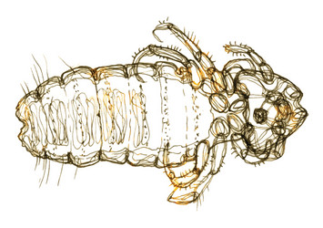 Louse Vector Images (over 740)