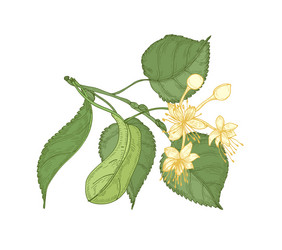 Monochrome drawing of linden leaves and beautiful Vector Image