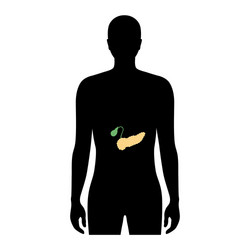 Pancreas Vector Images (over 5,200)