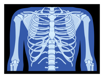 X-ray rib cage skeleton human body - chest Vector Image