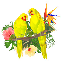 Parrot in yellow bird indian ringneck Royalty Free Vector