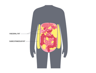 Visceral Fat Anatomy Diagram Royalty Free Vector Image