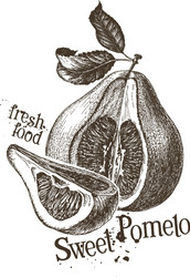 Pomelo logo design template fruit or food Vector Image