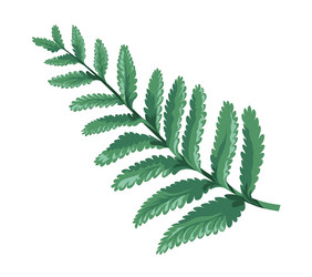 Plant in isometric style cartoon tropical fern Vector Image