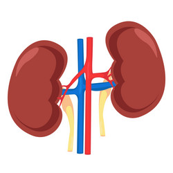 Kidney Drawing For Kids