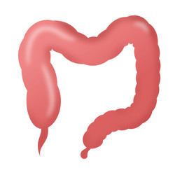 Large intestine Royalty Free Vector Image - VectorStock