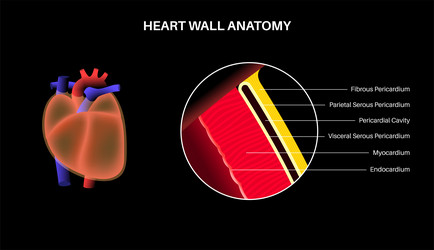 Heart Wall Anatomy Diagram Royalty Free Vector Image