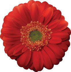Gerbera Vector Images (over 4,100)