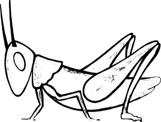 Grasshopper Outline Vector Images (over 730)