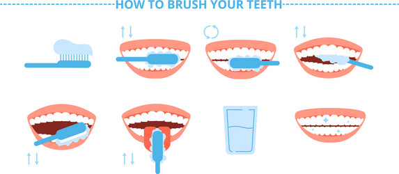 Teeth anatomy scheme tooth structure infographic Vector Image