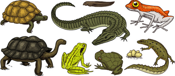 Reptiles Vector Images (over 61,000)