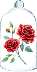 Red rose glass flask Royalty Free Vector Image