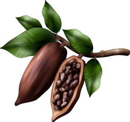 Cocoa Tree Vector Images (over 2,900)