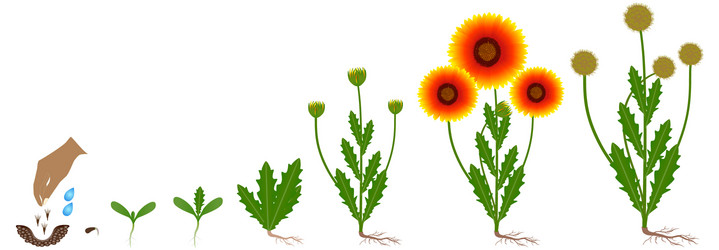 Pink flower growth process icons Royalty Free Vector Image