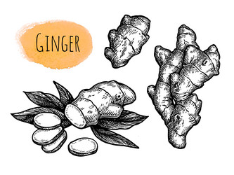 Fresh ginger root ink sketch Royalty Free Vector Image