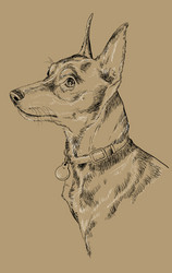 Miniature pinscher colorful hand drawing portrait Vector Image