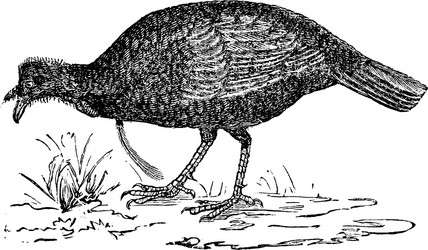 Wild Turkey Vector Images (over 1,700)