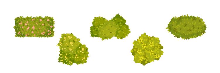 Green bushes and shaped shrubs as decorative park Vector Image