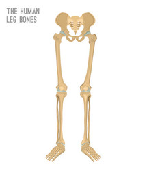 Snn bones lower limb anterior view human Vector Image