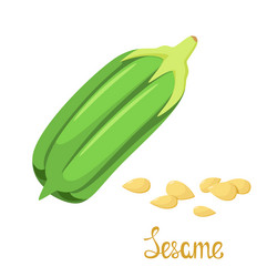 Sesame seeds Royalty Free Vector Image - VectorStock