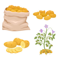 Potato plant Royalty Free Vector Image - VectorStock