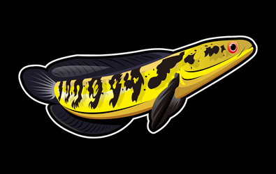 Channa Fish Vector Images (26)