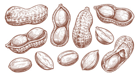 Peanuts in Shell Vector Images (over 2,400)