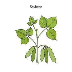 Soybean Royalty Free Vector Image - VectorStock