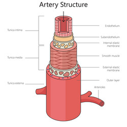Circulatory system structure diagram science Vector Image
