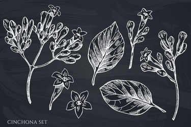 Cinchona Vector Images (80)